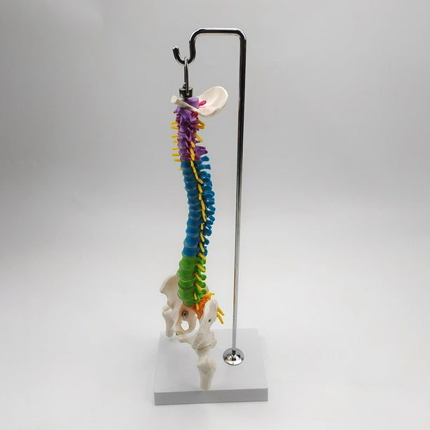 Life Size Human Spine Skeleton Statue Spinal Cord with Stand for ...