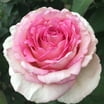 Heirloom Roses - Eleganza® Gypsy Soul Hybrid Tea Rose Bush - Walmart.com