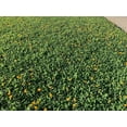 EcoTurf Perennial Peanut Grass - 3 Live Plants - Arachis Glabrata ...