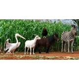 Racing Stripes (DVD) - Walmart.com