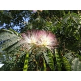 25 MIMOSA TREE E H WILSON Hummingbird Pink Flower Albizia Julibrissin ...