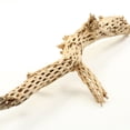 Koyal Wholesale Cholla Wood 18 to 20-Inch, Aquarium Branches, Airplants ...