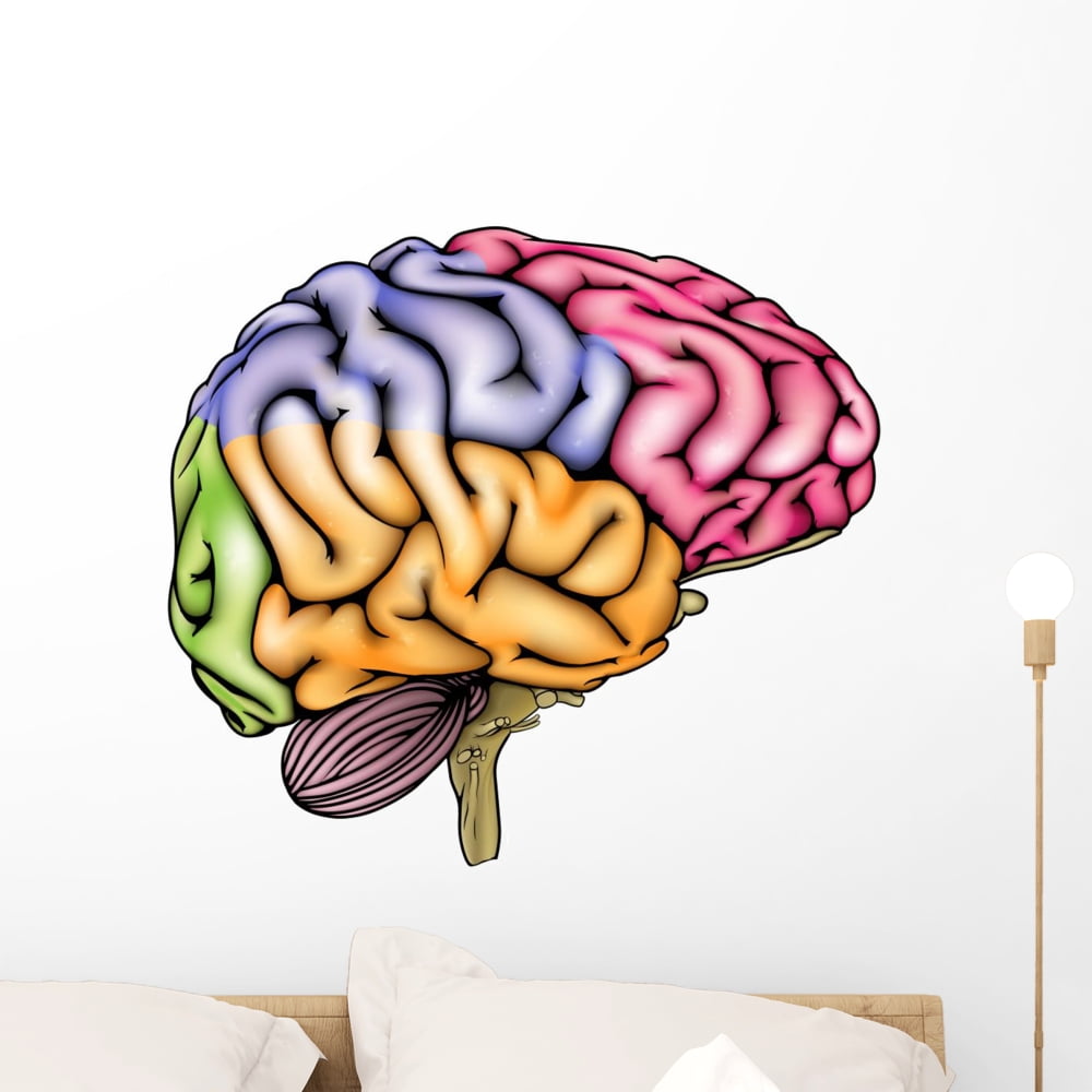 Human Brain Anatomy Sectioned Wall Mural by Wallmonkeys Peel and Stick ...