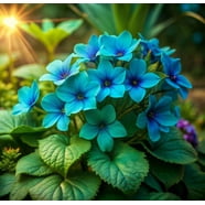 Madagascar Periwinkle Seeds for Planting - Mixed Color Flowers ...