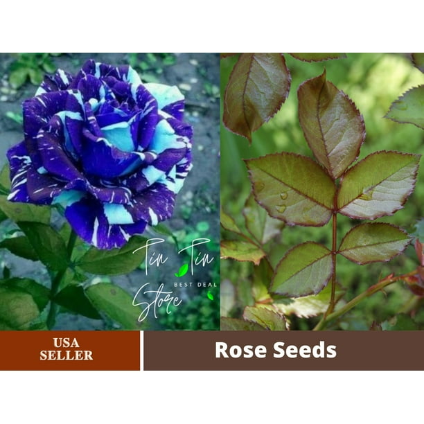 30 Rare seed-Blue Dragon Rose Bush#1082-Authentic Seeds-Flowers-Seeds ...