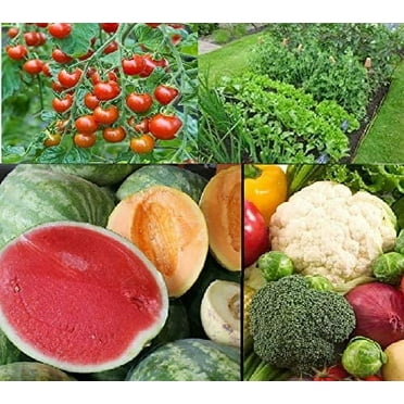 Survival Garden Seed Kit | 12 Different Vegetable Seed Packets ...