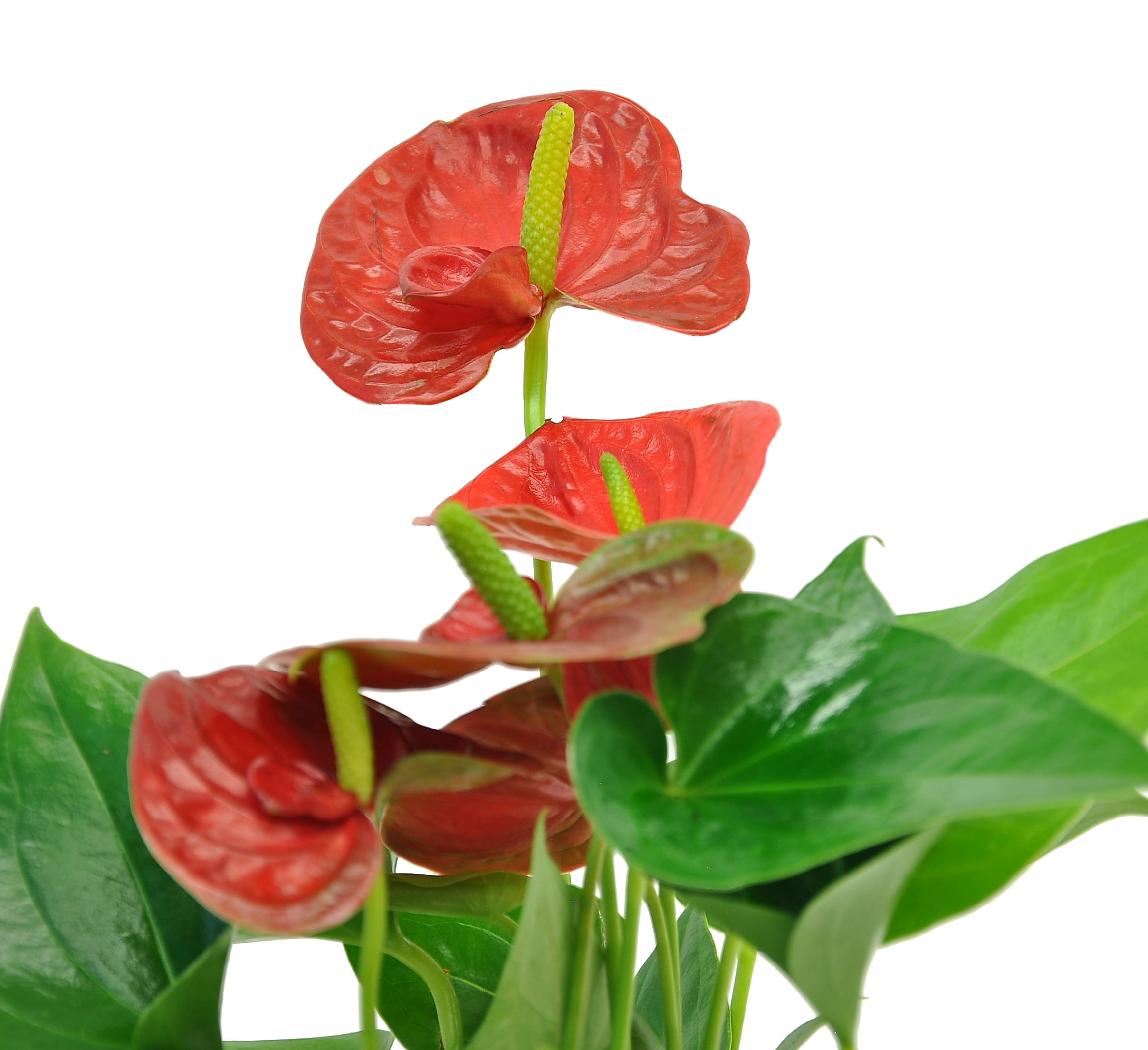 Red Anthurium Plant
