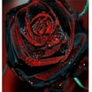 Rare Rose Seeds True Blood Rose Bush 20 Seeds - Walmart.com