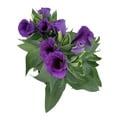 Purple Eustoma Lisianthus - 6" Pot - Rose-like Blooms - Live Plant ...