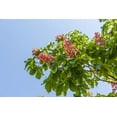 20 Seeds EAST INDIAN ALMOND Tree Terminalia Myriocarpa aka Hollock ...