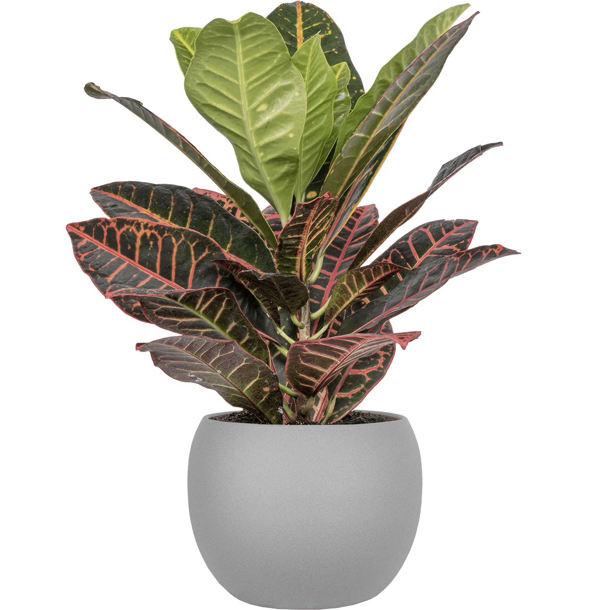 Click here for Plantsome Croton Petra (M) Live Plants In 6 Grower... prices