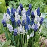 36 Muscari Deft Blue Moon Mixture Bulbs - Grape Hyacinth - Walmart.com