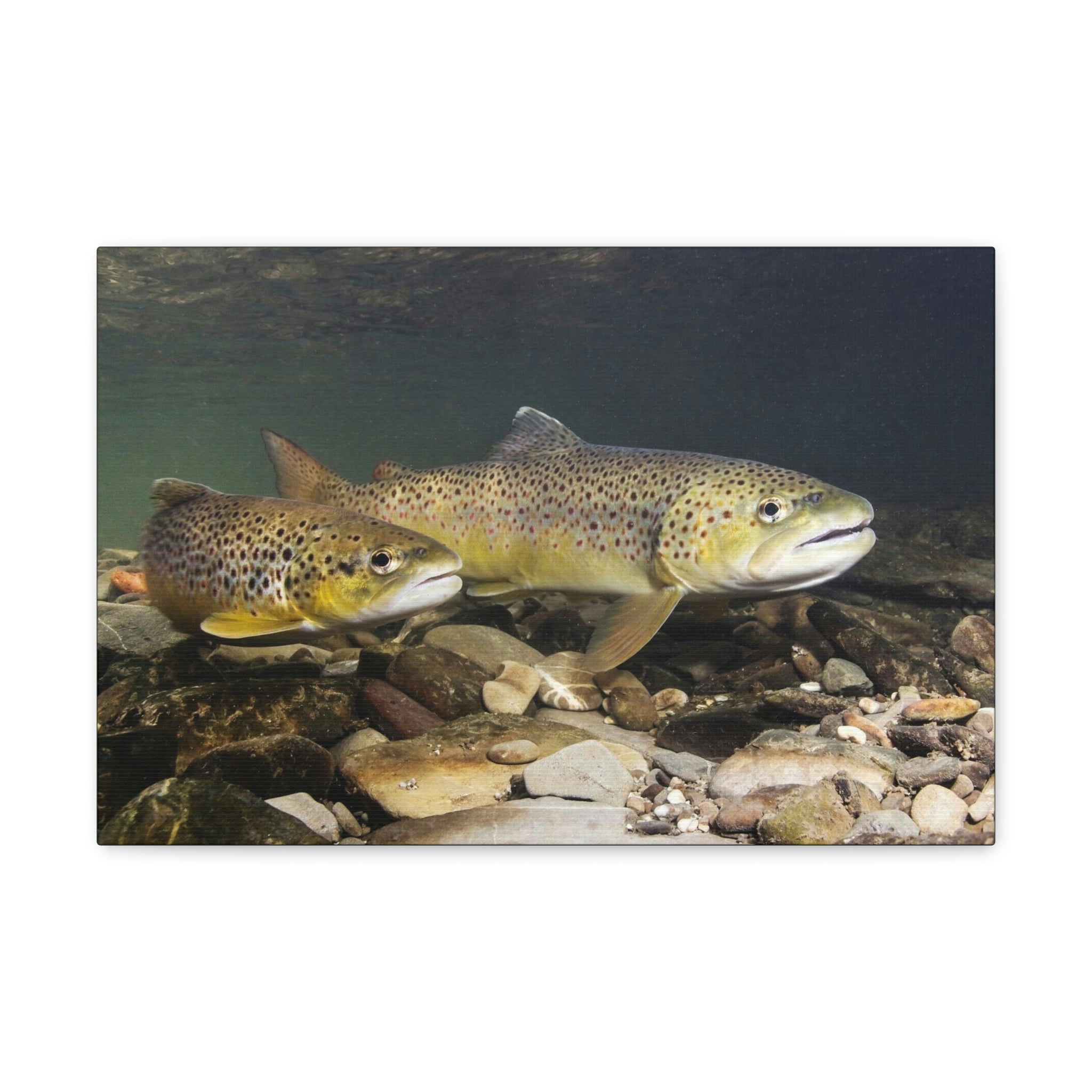 Trout Couple Trout Couple Print Animal Wall Art Wildlife Canvas Prints ...
