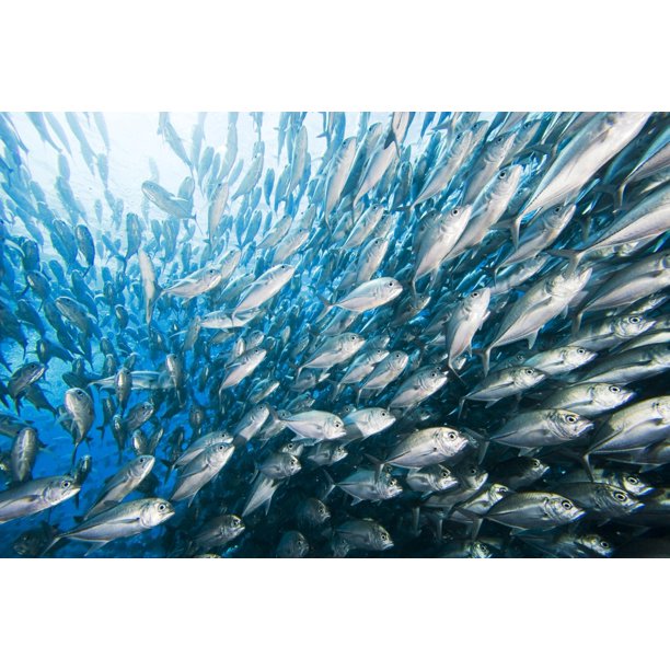 Schooling Bigeye Jack Fish (Caranx Sexfasciatus); Malaysia Poster Print ...