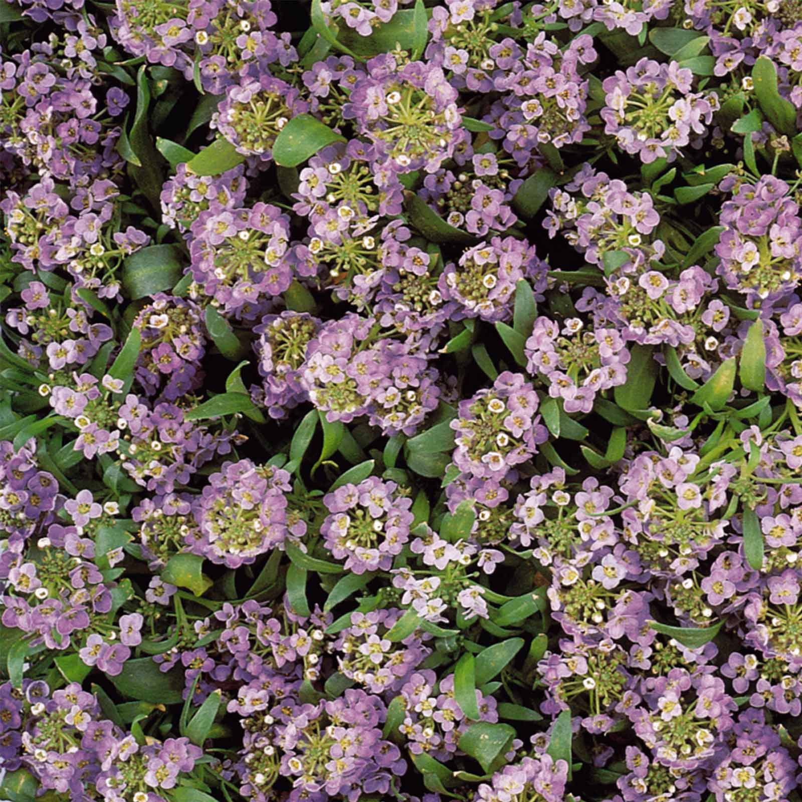 Alyssum Easter Bonnet Seeds - Color: Lavender - Approx 5000 Annual ...
