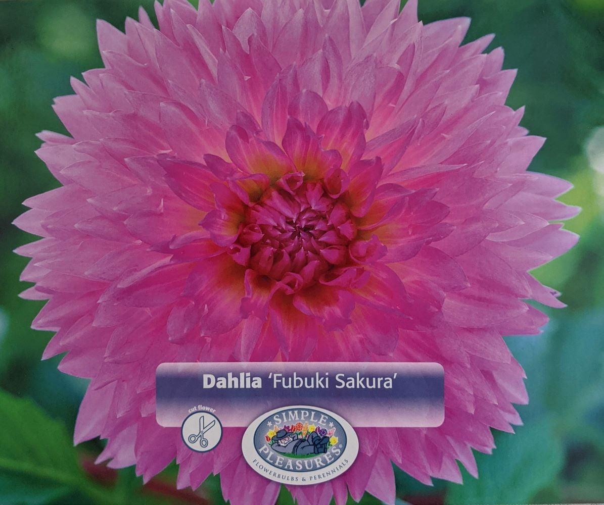 Sakura Fubuki Dahlia - Dinnerplate Fimbriata Flower - #1 Size Root ...