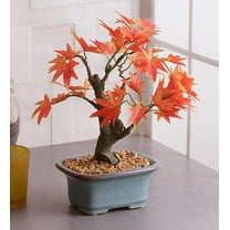 Bonsai Flamboyant Flame Tree Seeds to Grow | 20 Seeds | Delonix regia ...