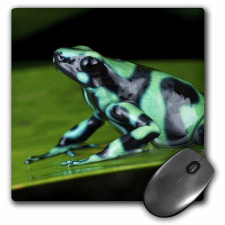 3dRose Green and Black Poison Dart Frog - SA22 AMR0010 - Andres Morya ...