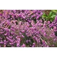 100 Scotch TRUE HEATHER Shrub Scot's Purple Pink Flower Calluna ...
