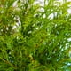 Gold Mop Threadleaf False Cypress (2.5 Quart) Evergreen Shrub - Yellow ...