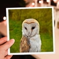 3drose, Closeup View of an Adorable Owl Bird, Textured Green Background ...
