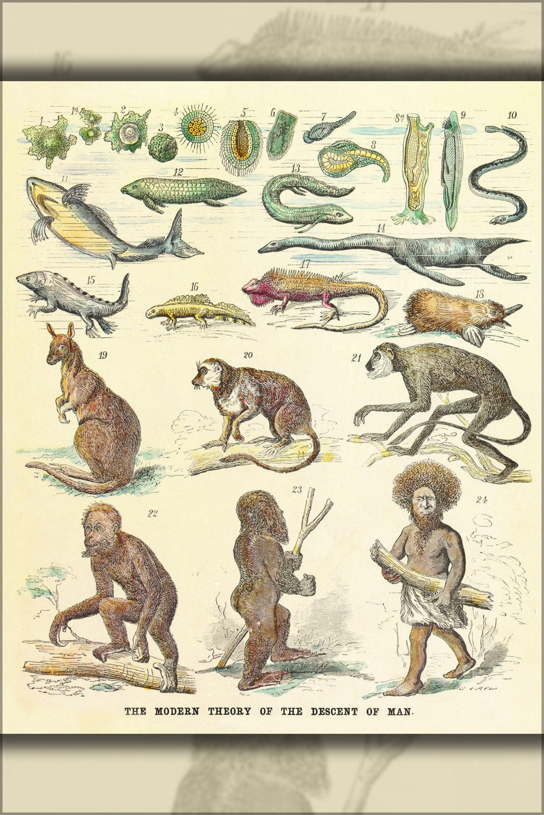 24"x36" Gallery Poster, The modern theory of the descent of man, by ...