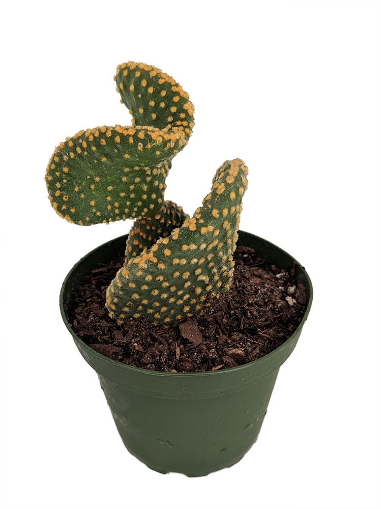 4” Golden Angel Wing Cactus Wavy Cactus Live Cactus Floral & Garden ...