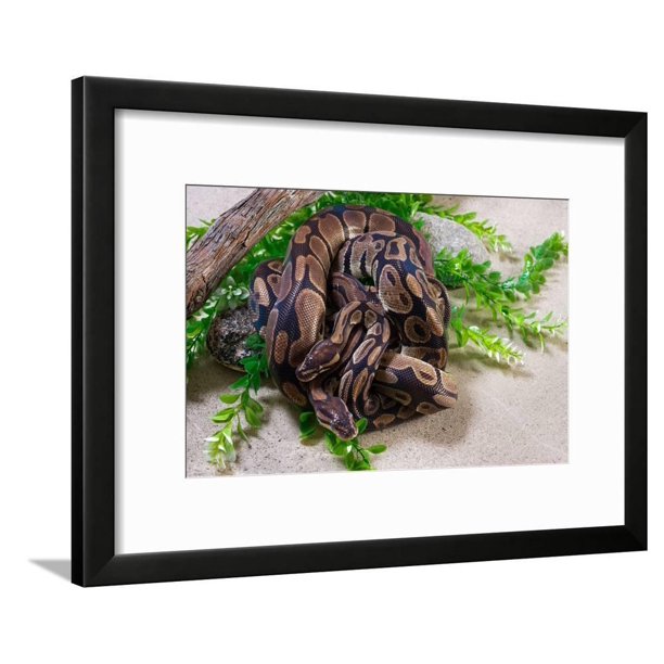 Burmese Albino Python