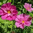 Eden Brothers Cosmos Seeds - Seashells Mix - Walmart.com