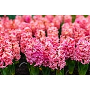 10 Weber's Pink Parrot Tulip Bulbs for Planting - Easy to Grow - Walmart.com