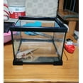 Mini Reptile Glass Terrarium Tank, cage for Tarantula Sling Geckos ...