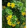 Set 2 Dwarf Allamanda Plants Live for Planting, Allamanda Compacta ...