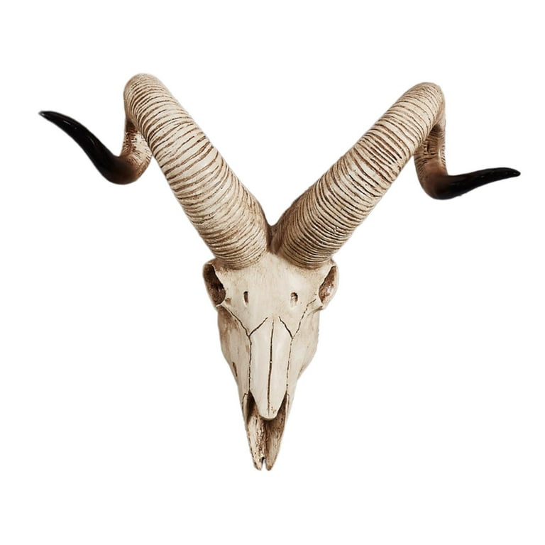 Ram Skulls With Horns