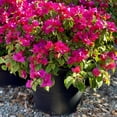 Set of 2 Live Bougainvillea Plants, Tropical Bougainvillea Plant ...