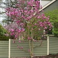 Ann Magnolia Live Tree – 5 Gallon - Walmart.com