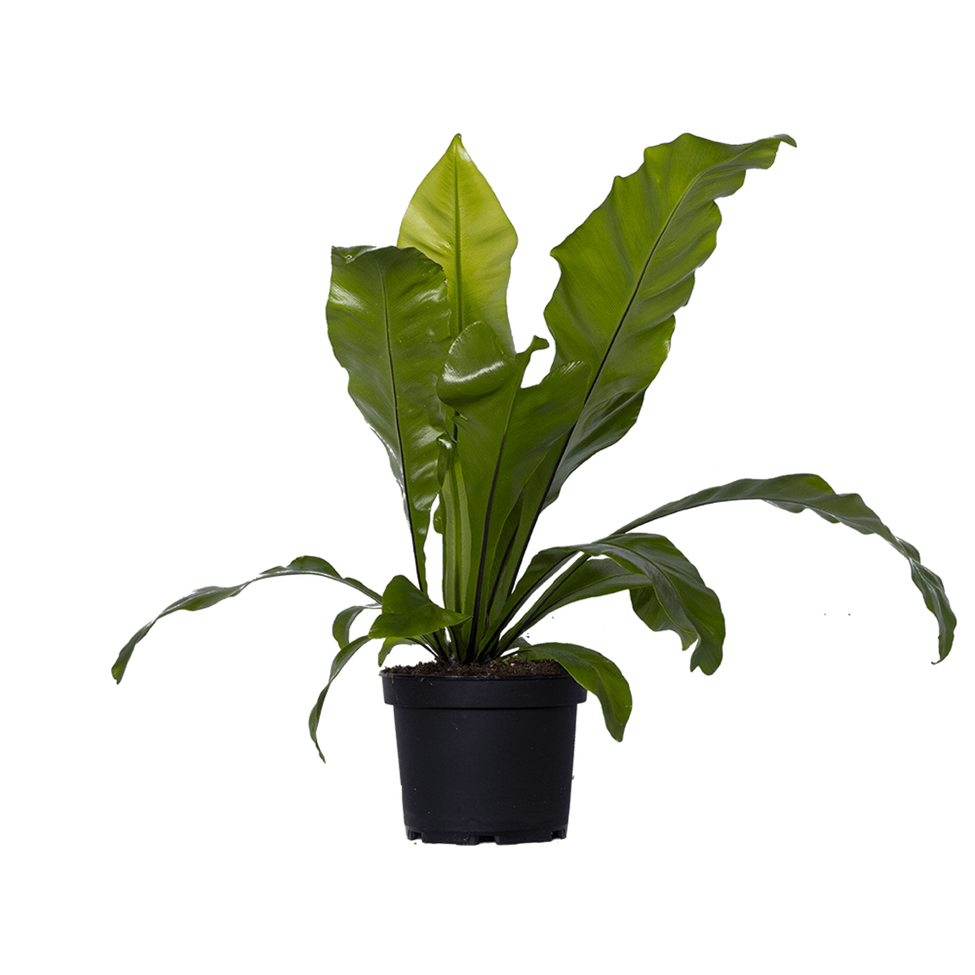 Click here for Plantsome Asplenium Australasicum Birds Nest Fern... prices