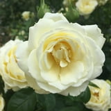 Heirloom Roses - Yellow Live Shrub Rose Plant, Delivered Flower Bushes ...