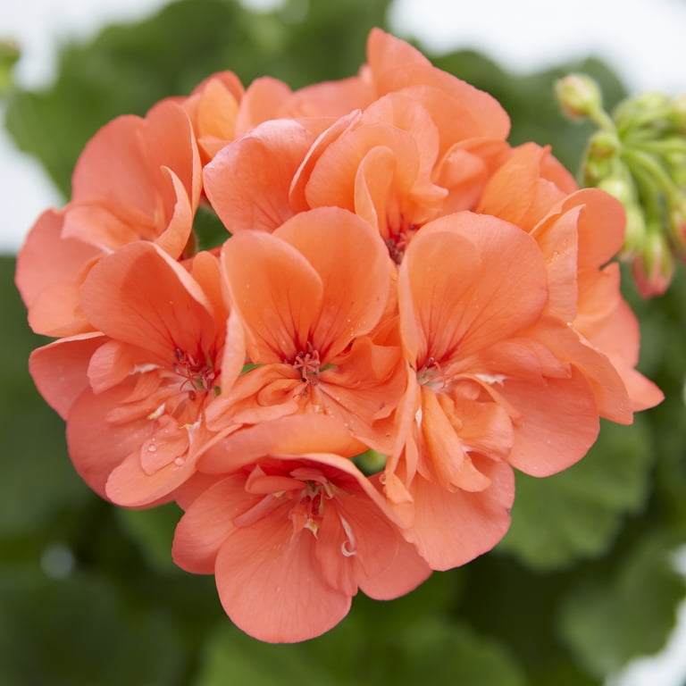 Orange Geraniums