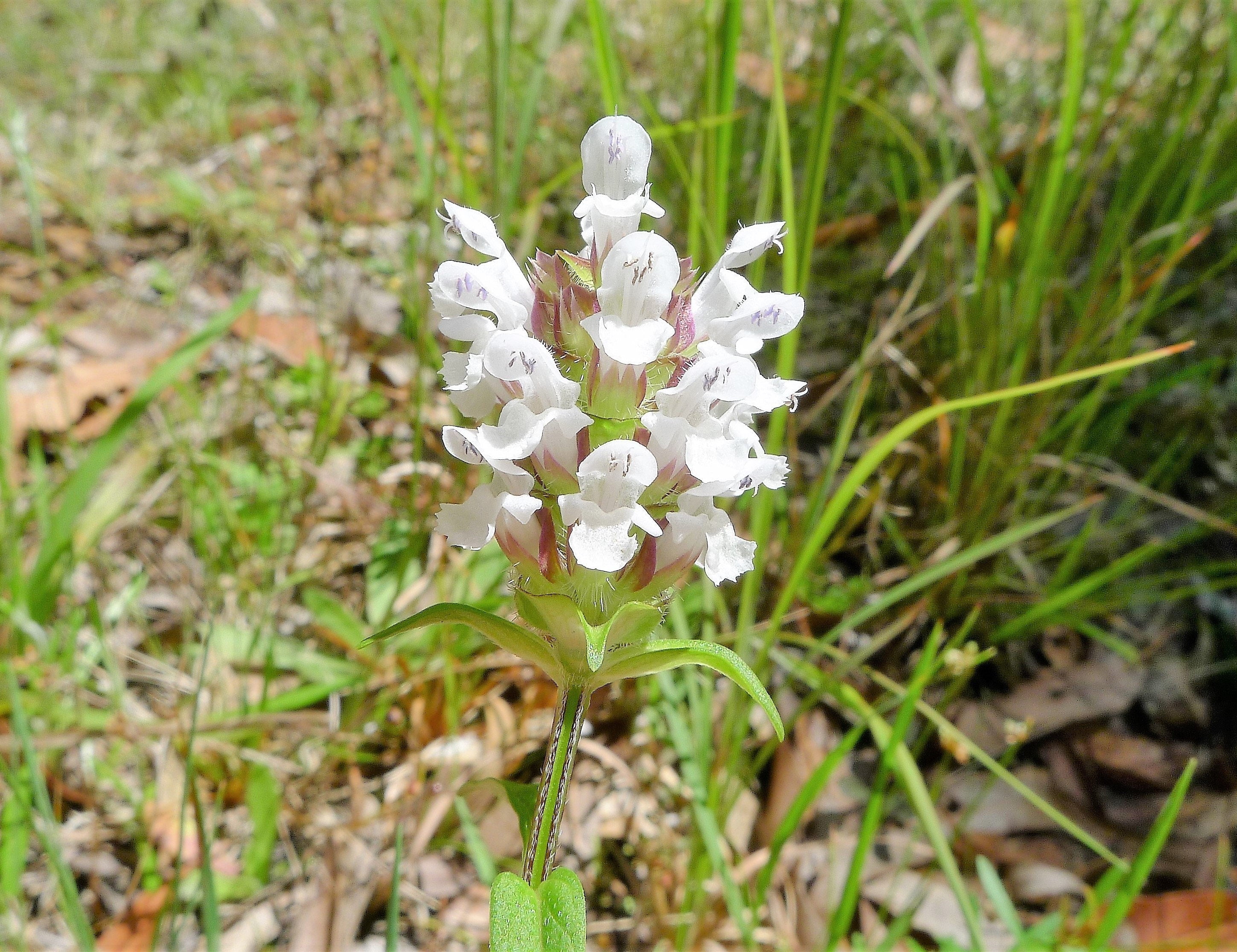 50 WHITE PRUNELLA Vulgaris Heal All / Self Heal / Woundwort Herb Flower ...