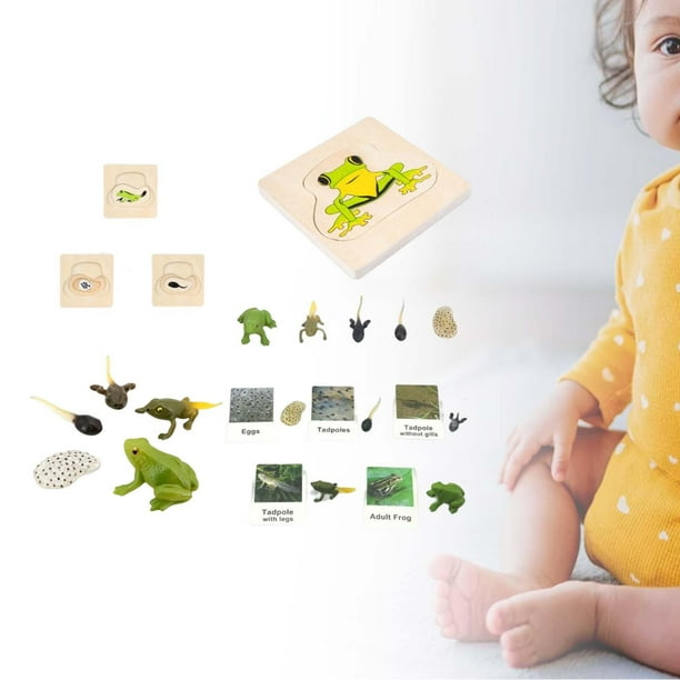 Building Blocks Kindergarten Daycare Preschool Frog - Walmart.ca