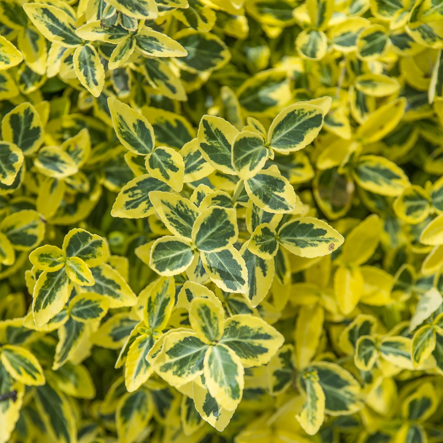 Euonymus Ground Cover
