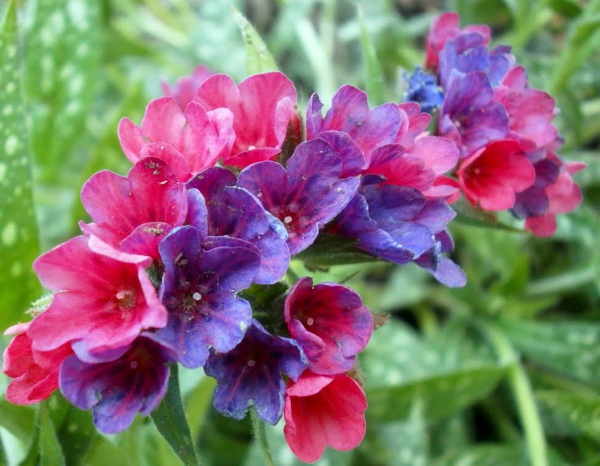 Pulmonaria Raspberry Splash