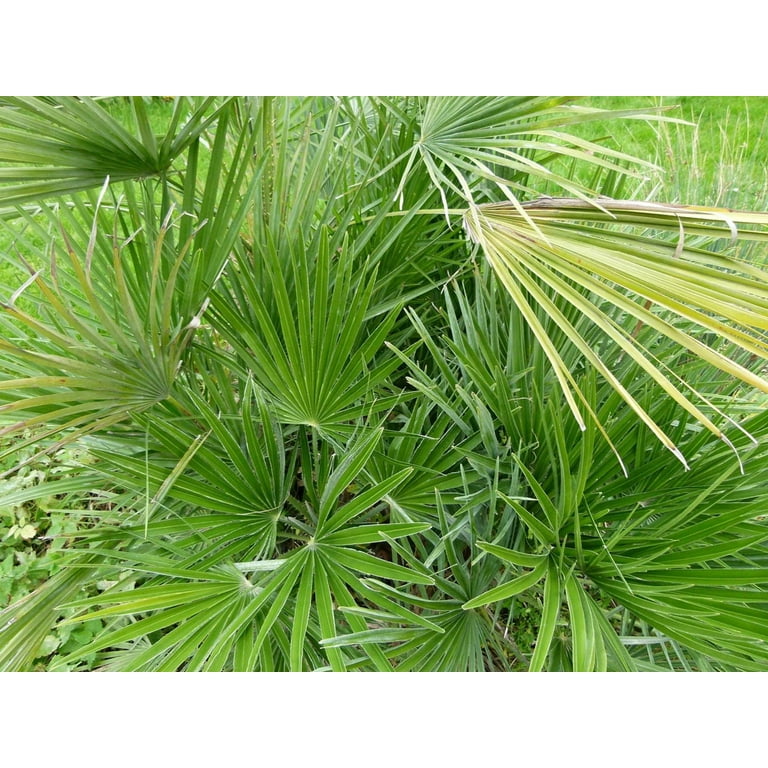 Chamaerops Humilis