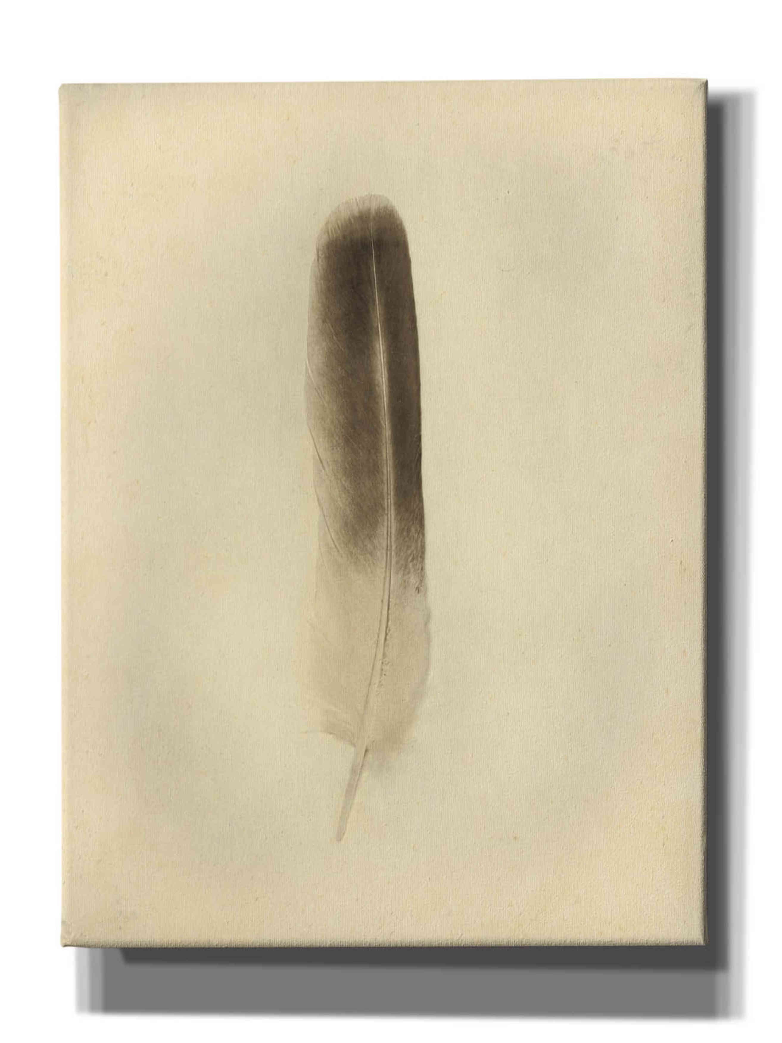 Epic Graffiti 'Feather II Vintage' by Debra Van Swearingen, Canvas Wall ...