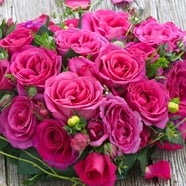 Heirloom Roses - Live Pinkerbelle‚Ñ¢ Hybrid Tea Rose Plant Delivered ...