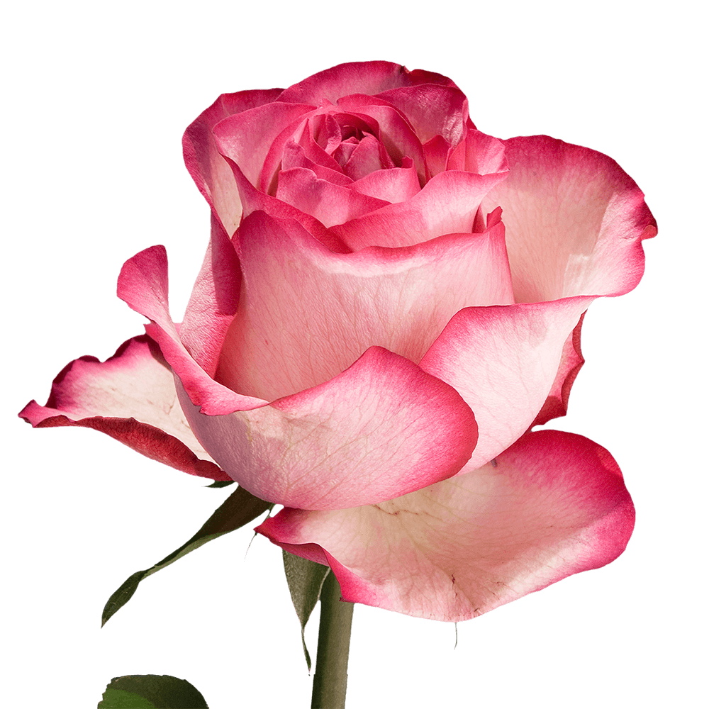 White Roses With Pink Tips Bouquet