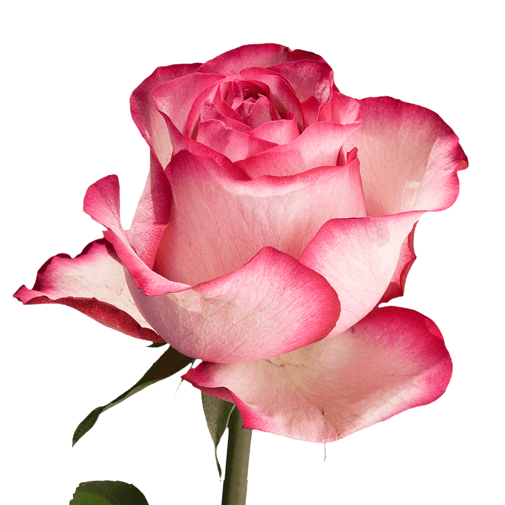 White Roses With Pink Tips Wallpaper