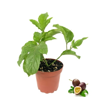 7 BLUE SAUSAGE FRUIT Edible & Ornamental Decaisnea Fargesii Tree Shrub ...