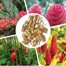 4 Zingiber Zerumbet Shampoo Ginger Roots, Awapuhi Fresh Ginger Rhizomes ...