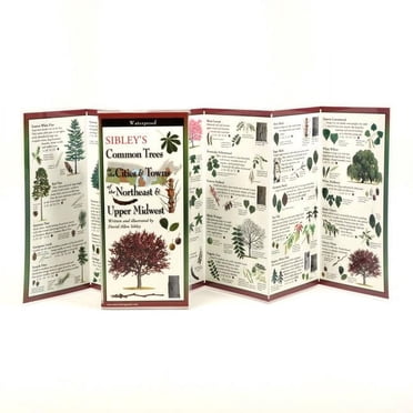 Sibley's Backyard Birds : Eastern North America (Poster) - Walmart.com